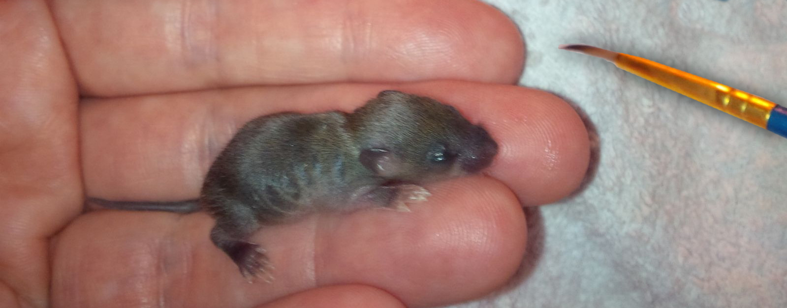 Verslag: een wilde muis met de hand grootbrengen - Melk voor Dieren