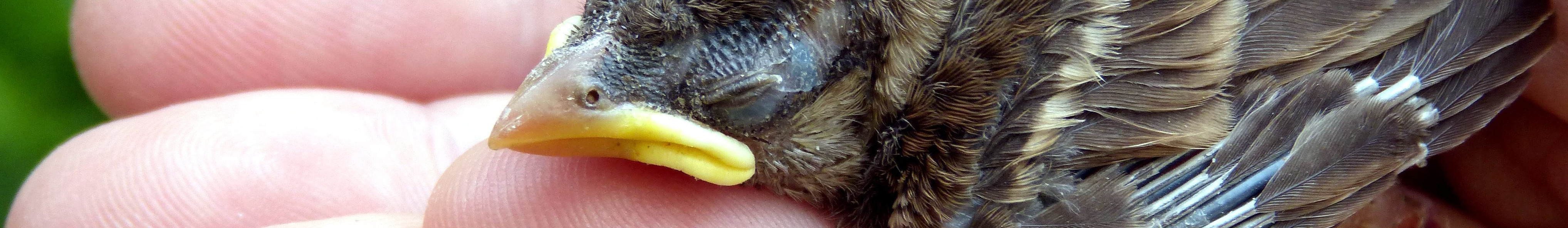 Een jong dier gevonden. Wat nu? - Melk voor Dieren